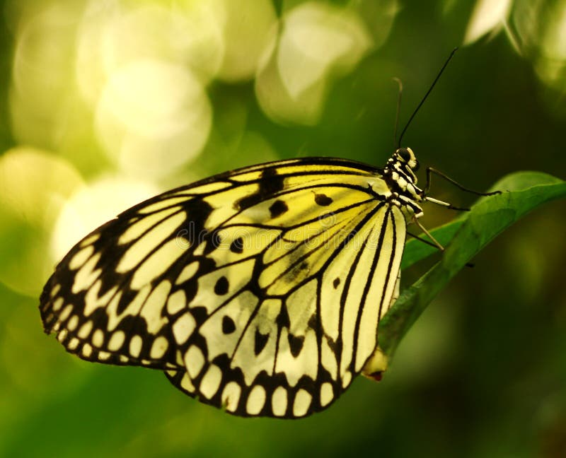 South East Asian Tree Nymph Butterfly Stock Image - Image of butter ...