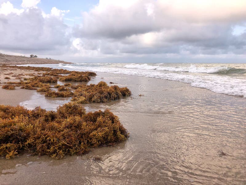 Erosion of Sand at the Beach in Florida Stock Image - Image of erosion ...