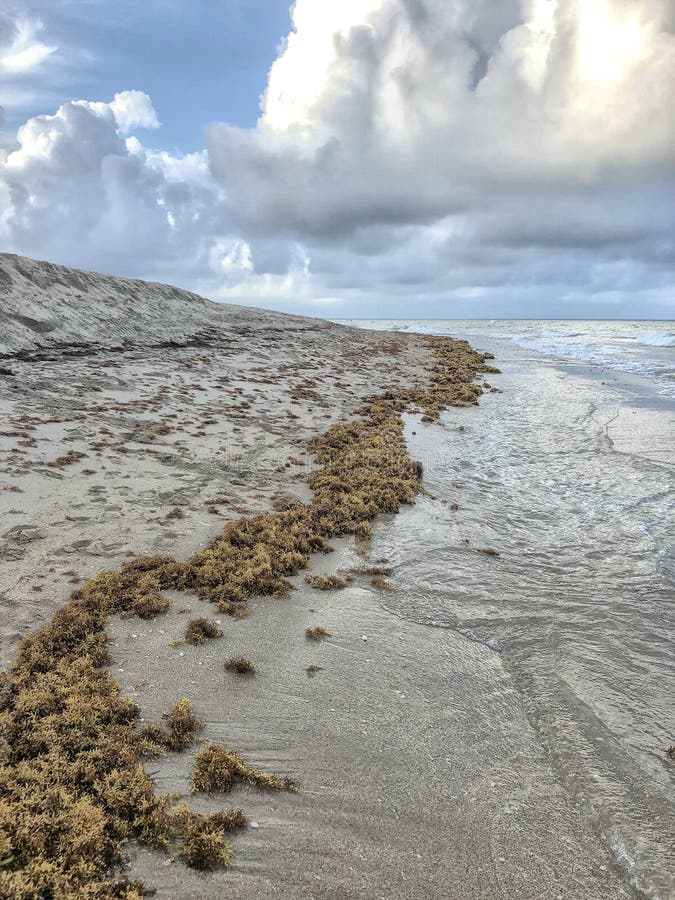265 Beach Erosion Florida Photos - Free & Royalty-Free Stock Photos ...