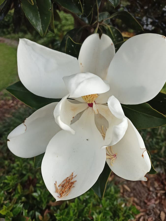 South Georgia Magnolia Bloom Stock Image - Image of yellow, plant ...