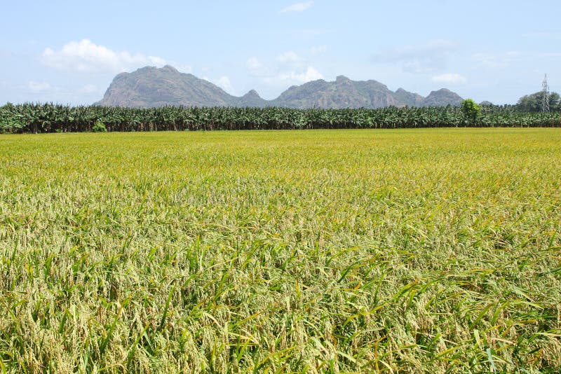South Indian Country Side . Stock Photo - Image of harvesting, fields ...