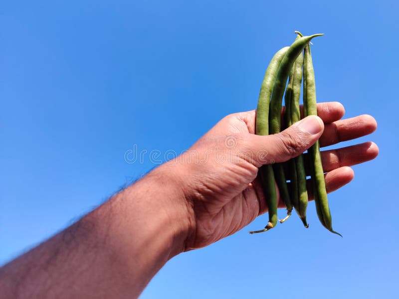 South Indian Man Hand Holding Bunch of Green Beans Stock Photo - Image ...