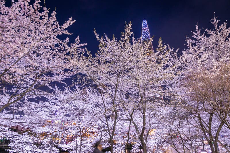 South Korea in Spring at Night and Skyscrapers Seoul South Korea Stock ...
