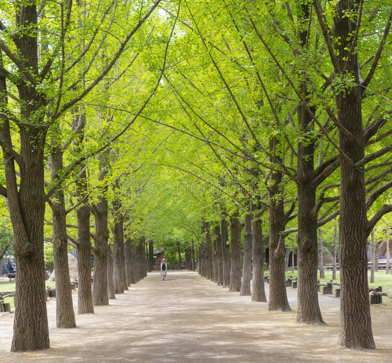 Spring in Nami Island stock image. Image of forest, tourism - 29838901