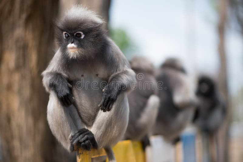 Female Dusky Langur, Dusky Leaf Monkey, Spectacled Langur ...