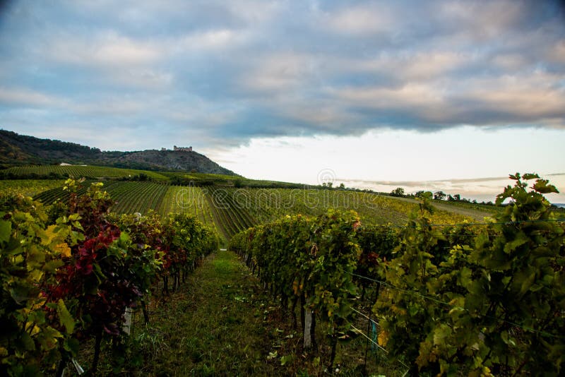 South Moravia stock image. Image of grapes, farm, agriculture - 79096123