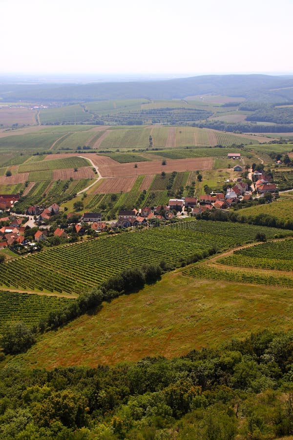 Moravian Vineyard in the Evening Sun Stock Photo - Image of glare ...