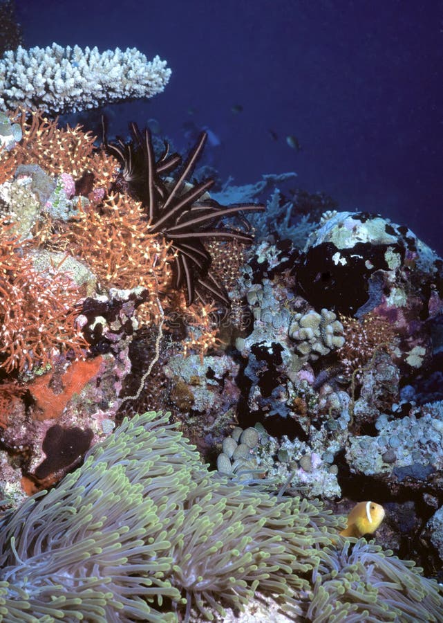 Clownfish Reef stock photo. Image of soft, pacific, islands - 157458