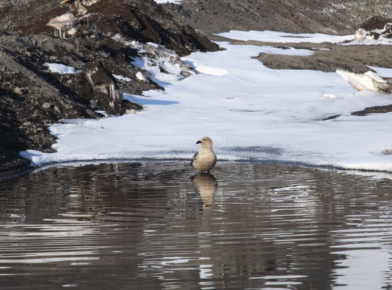 South Polar Skua Bird Standing in the Water Stock Photo - Image of bird ...