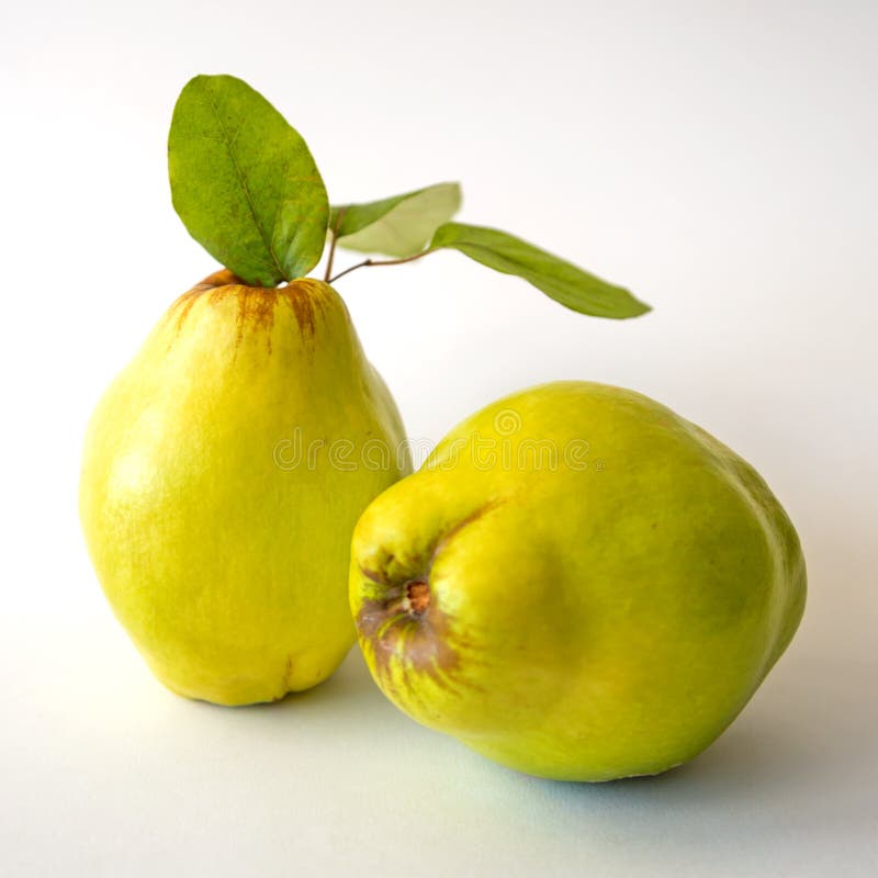 South quince fruit stock photo. Image of slice, south - 82816228