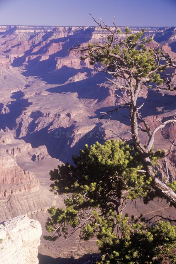 South Rim of the Grand Canyon Stock Photo - Image of canyon, states ...