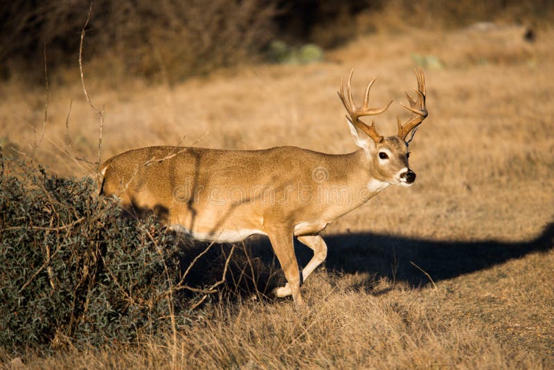 510 Texas Whitetail Deer Photos - Free & Royalty-Free Stock Photos from ...