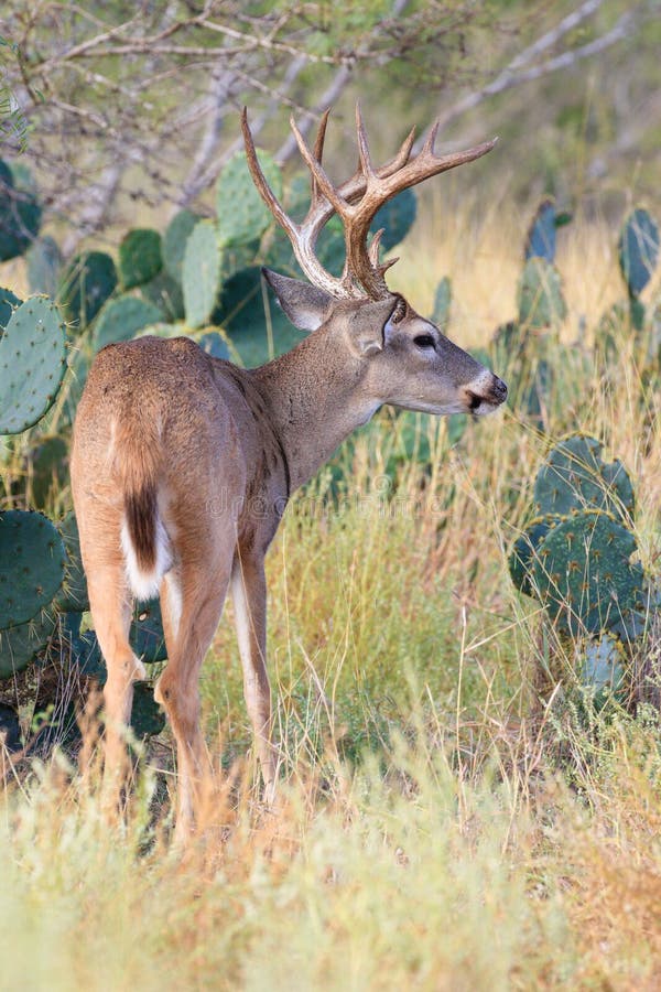 South Texas Whitetail stock image. Image of forest, whitetail - 10937245