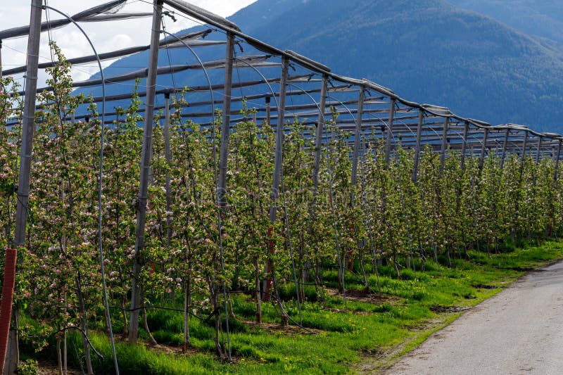 South Tyrol Apple Trees in Bloom with Trellis System and Mountain ...