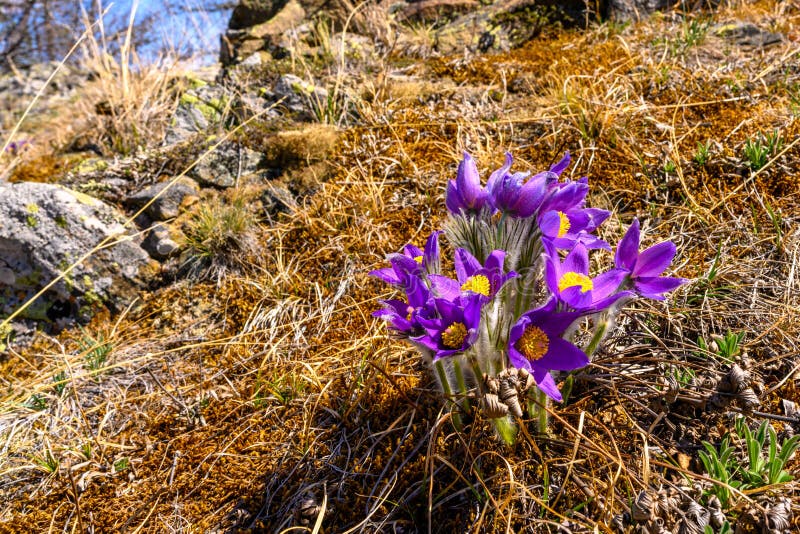 South Ural Flower with a Unique Landscape, Vegetation and Diversity of ...