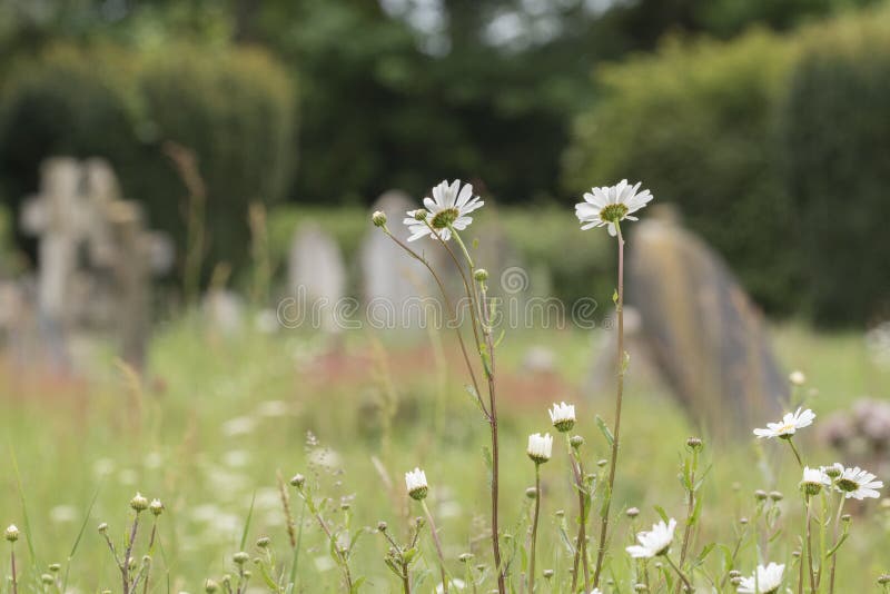 Southampton Old Cemetery in Spring Stock Image - Image of cemetery ...