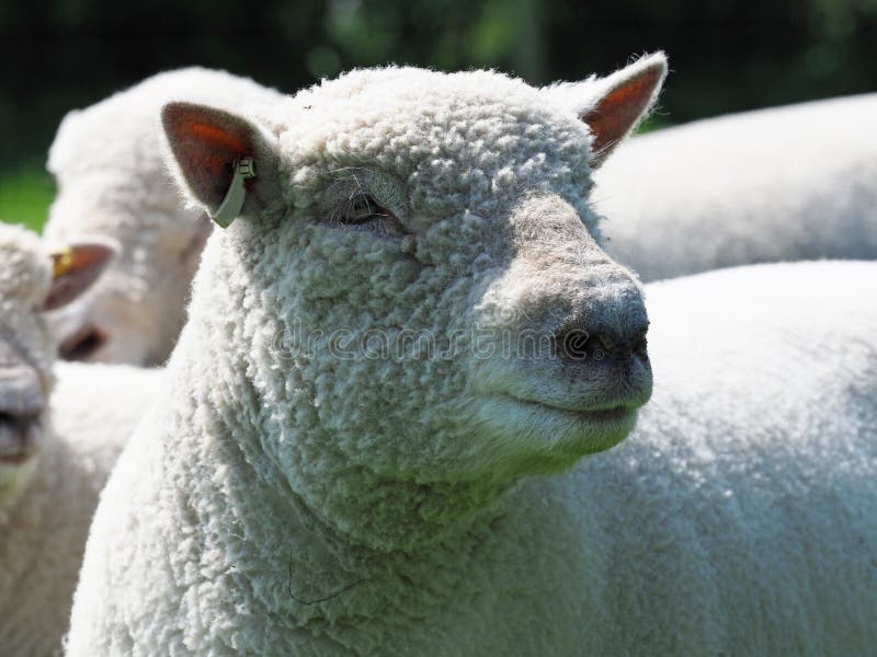 Southdown Sheep stock photo. Image of farming, wool - 138193598