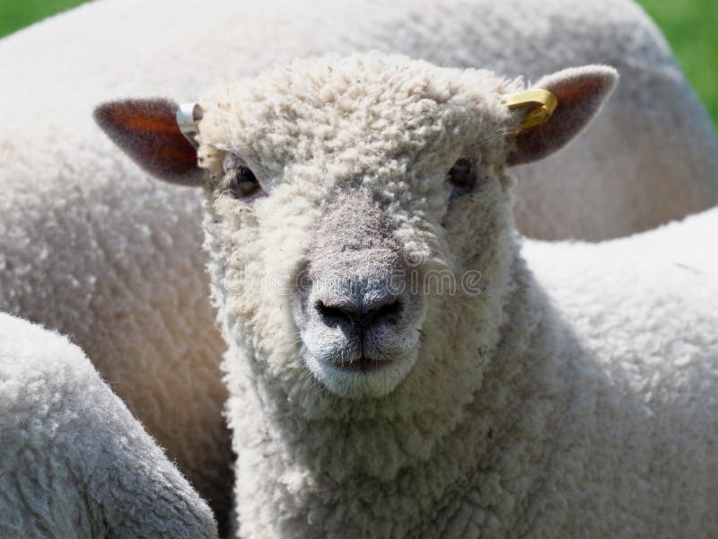 Southdown Sheep stock image. Image of wool, farm, soutdown - 138193623