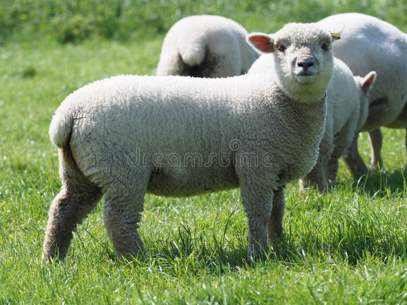 Southdown Sheep stock photo. Image of agricultural, animal - 138193666