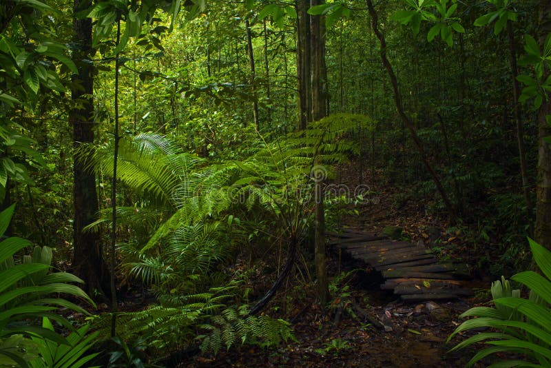 Southeast Asian Deep Jungle Stock Image - Image of morning, ground ...