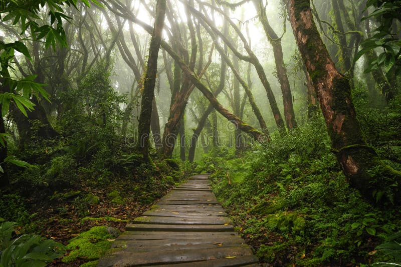 Southeast Asian Deep Jungle Stock Photo - Image of ground, evening ...