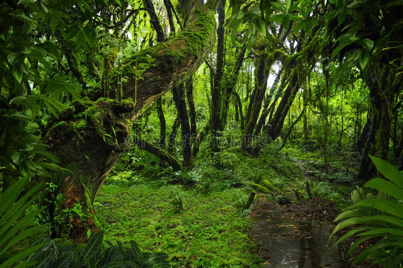 Southeast Asian Deep Jungle Stock Photo - Image of foliage, bamboo ...