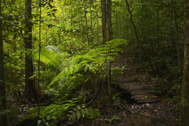 Southeast Asian Deep Jungle Stock Image - Image of landscape, nature ...