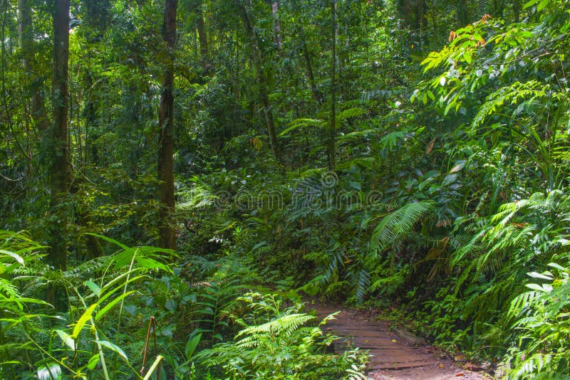 Southeast Asian Jungle stock photo. Image of foliage - 103458948