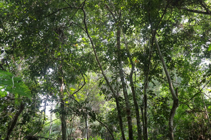 Southeast Asian Rainforest with Deep Jungle Stock Photo - Image of ...