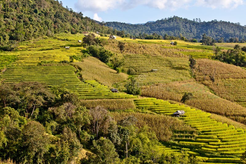 Southeast Asian Rice Field Terraces in Thailand Stock Photo - Image of ...