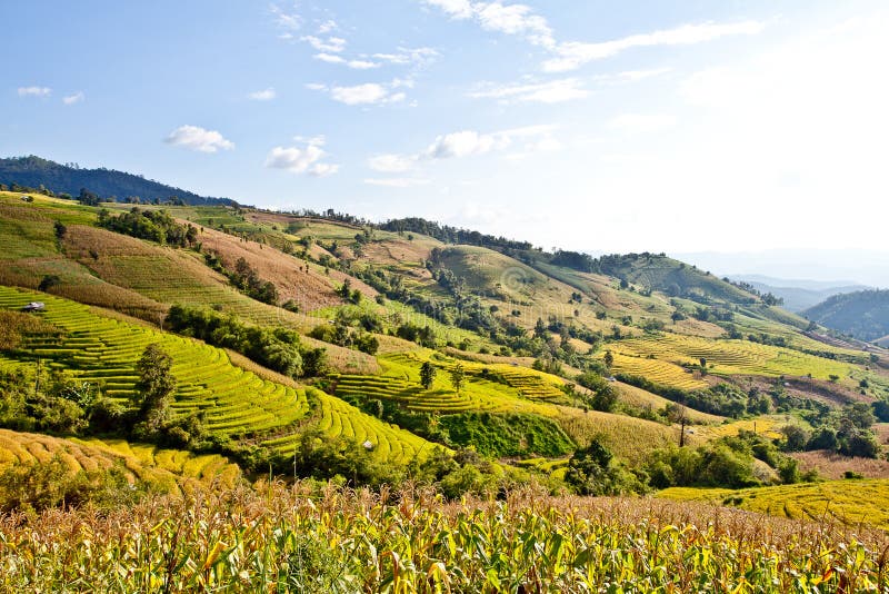 Southeast Asian Rice Field Terraces in Thailand Stock Photo - Image of ...