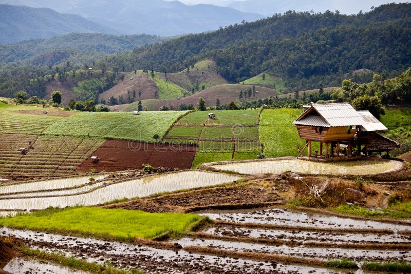 Southeast Asian Rice Field Terraces in Thailand Stock Image - Image of ...
