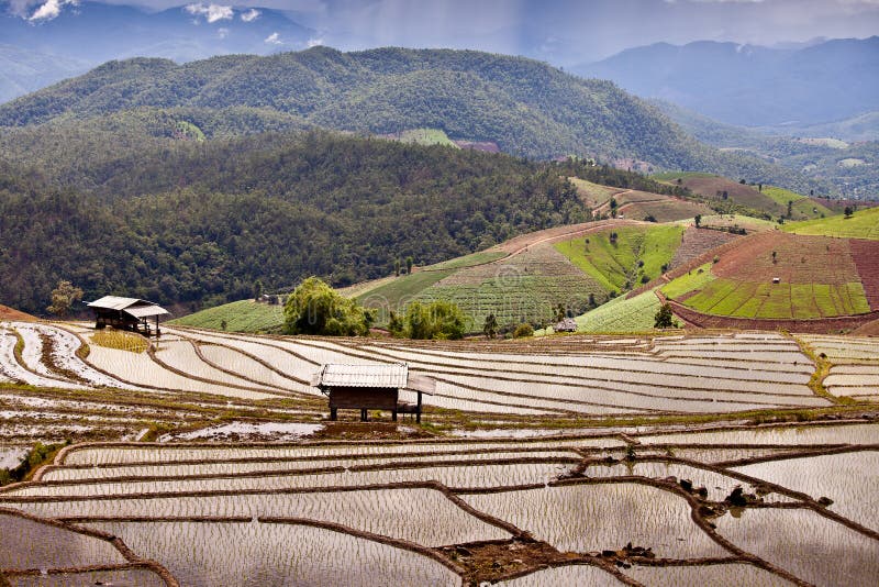 Southeast Asian Rice Field Terraces in Thailand Stock Photo - Image of ...