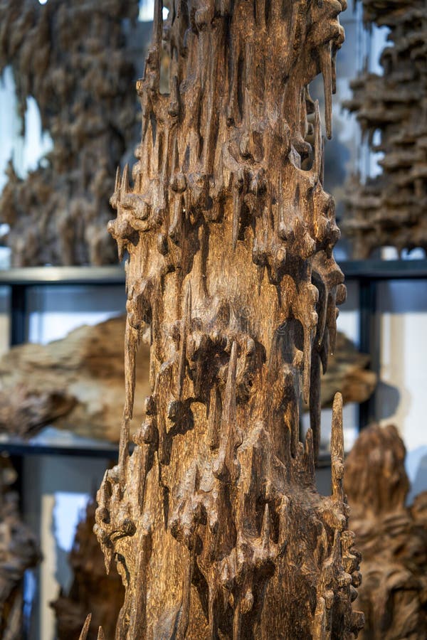 Southeast Asian Traditional Handicraft Tree Root Carving Close-up Stock ...