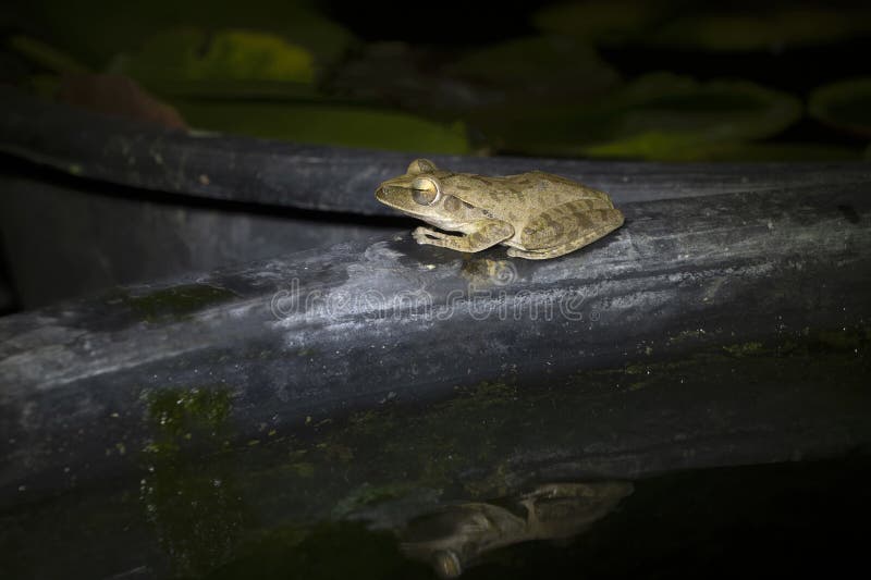 Southeast Asian Tree Frogs Resting on the Edge of the Basin Stock Image ...