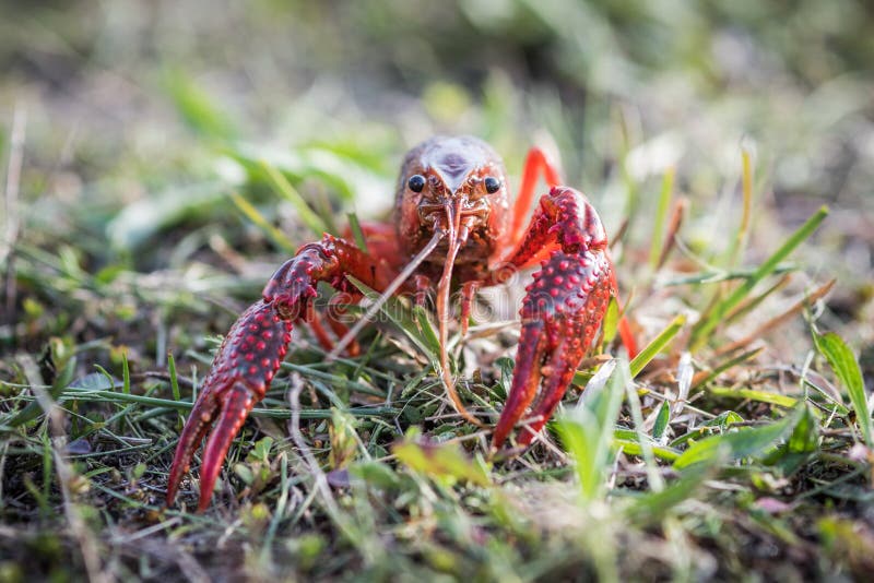 Southeastern Crayfish Procambarus Clarkii Also Known As Crawda Stock ...