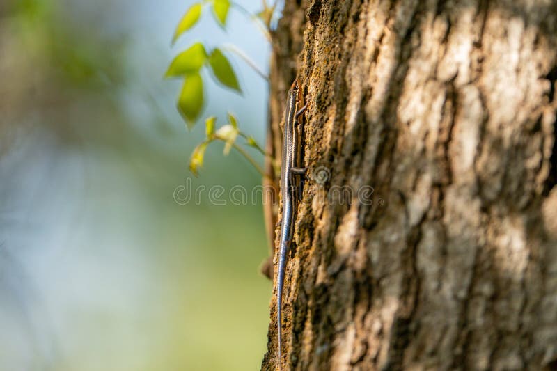 Southeastern Five-Lined Skink Sunbathing on the Side of a Tree. Stock ...