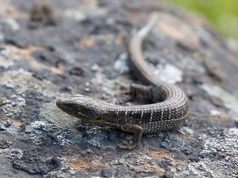 Southern Alligator Lizard Bite Stock Photo - Image of reptile, holding ...