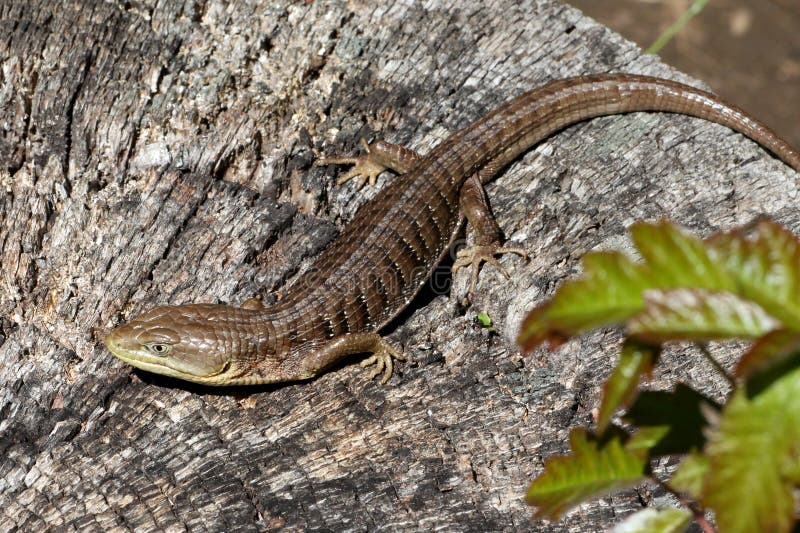 Southern Alligator Lizard Bite Stock Photo - Image of reptile, holding ...