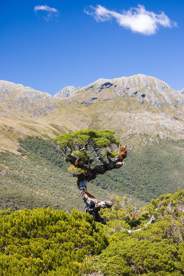 Southern Alps stock image. Image of adventure, peak, scenic - 13138729