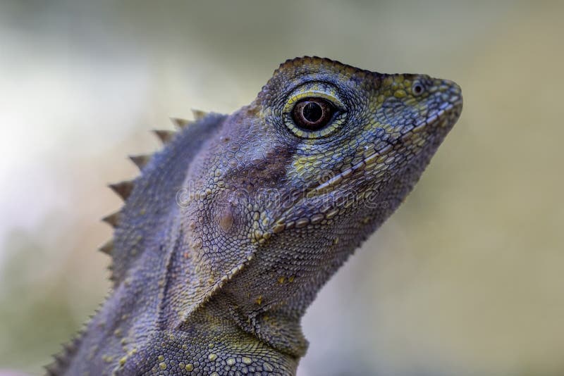 Southern Angle-headed Dragon Stock Photo - Image of wildlife ...