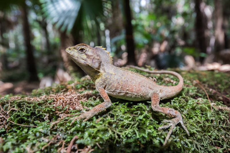 Southern Angle-headed Dragon Stock Photo - Image of wildlife, dragon ...