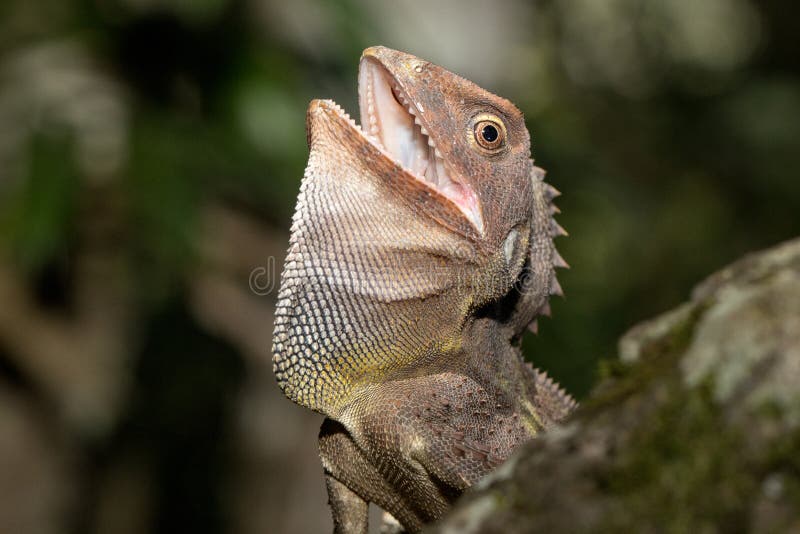Southern Angle-headed Dragon Stock Photo - Image of defence, agamid ...