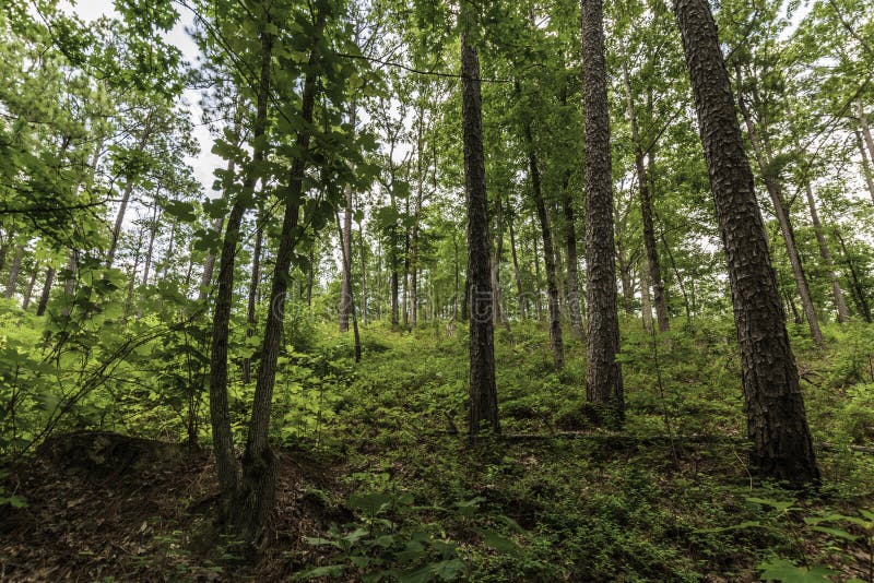 Southern Appalachian Forest Background Stock Image - Image of trees ...