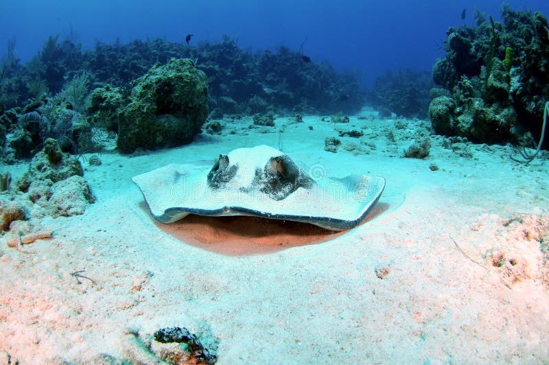 Southern Atlantic Stingray Sleeping Stock Image - Image of snorkelling ...