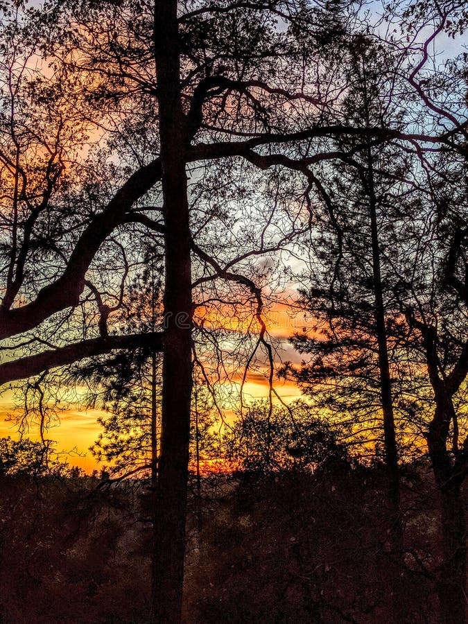 Southern Auburn Sky through the Trees Stock Image - Image of trees ...