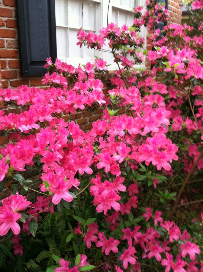 Southern Azaleas stock photo. Image of garden, southern - 46853492