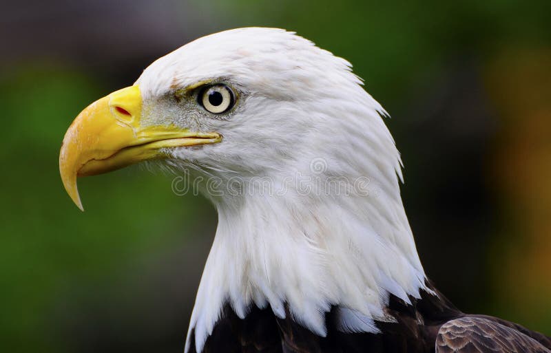 Eagles Head stock photo. Image of head, feather, strength - 14558854