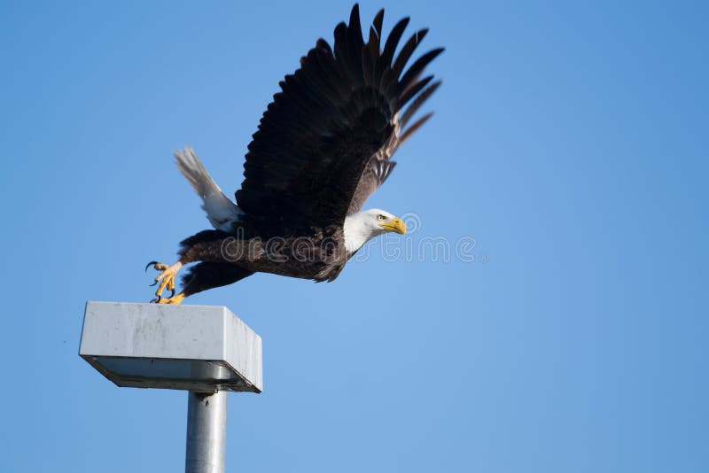 Southern Bald Eagle (Haliaeetus Leucocephalus) Stock Photo - Image of ...