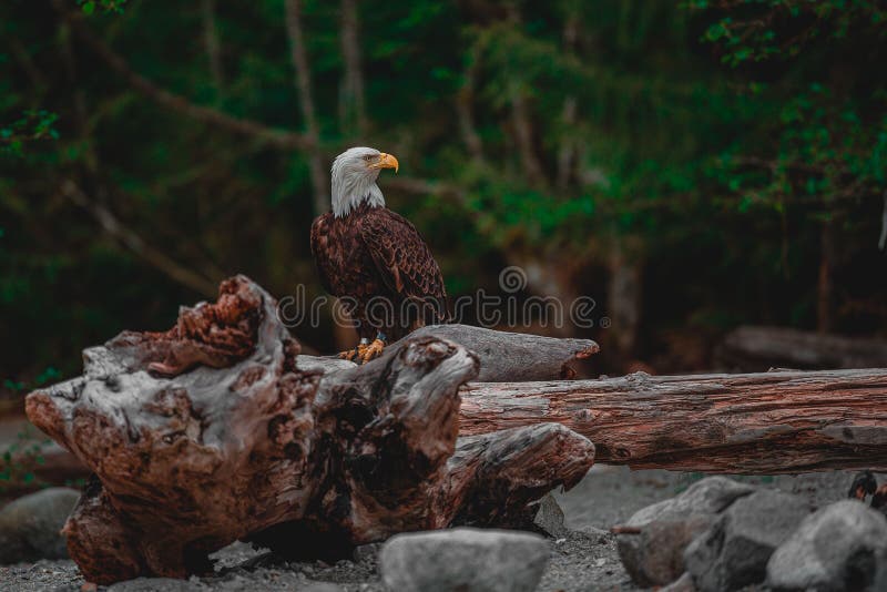 Southern Bald Eagle Perched on Driftwood on Blur Background Stock Photo ...